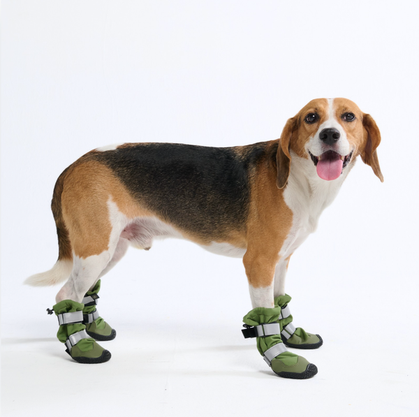 Dogs in boots store